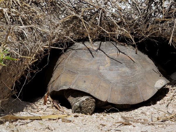 Gopher Tortoise | Project Noah