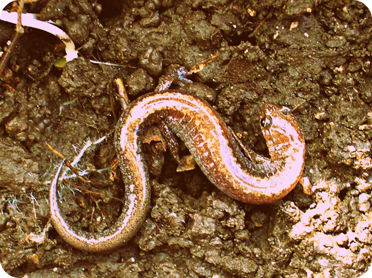 Northern Red-backed Salamander | Project Noah