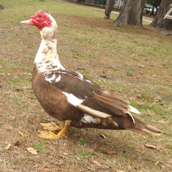 Domesticated Muscovy Duck - Brown | Project Noah
