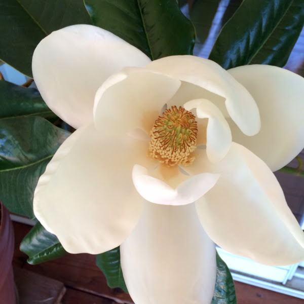 Magnolia | Project Noah