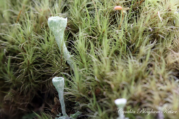 Cup Lichen | Project Noah