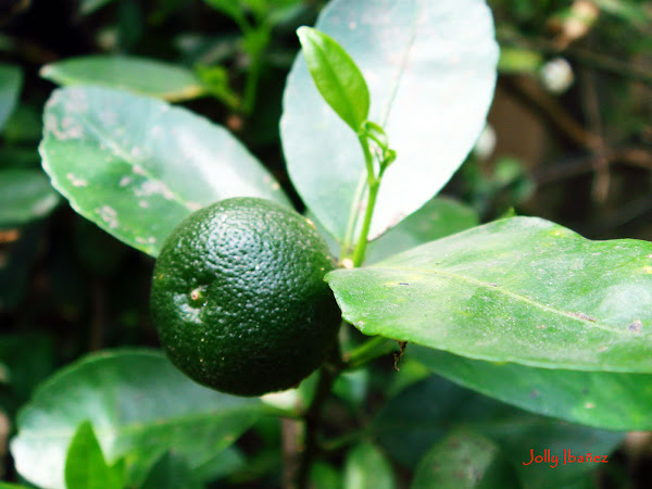 Calamansi | Project Noah