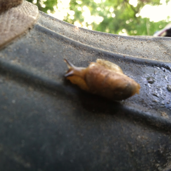 Terrestrial snail | Project Noah