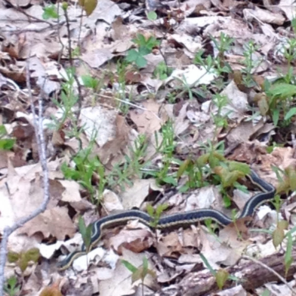 Ribbon Garter Snake | Project Noah