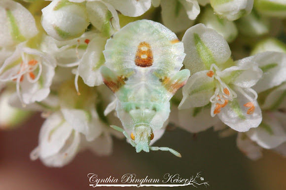Jagged Ambush Bug nymph | Project Noah