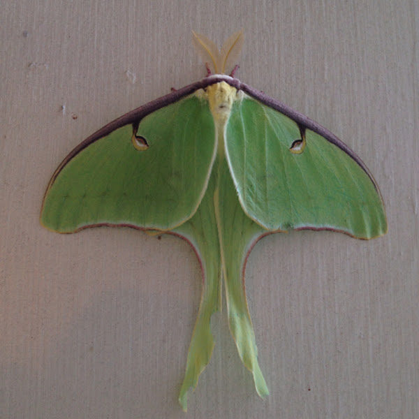 Luna moth | Project Noah