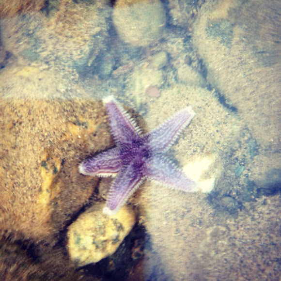 Purple Starfish | Project Noah