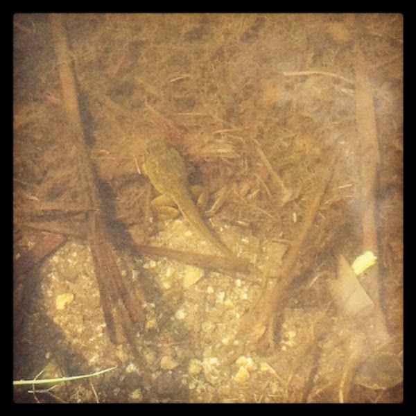 Tadpole | Project Noah