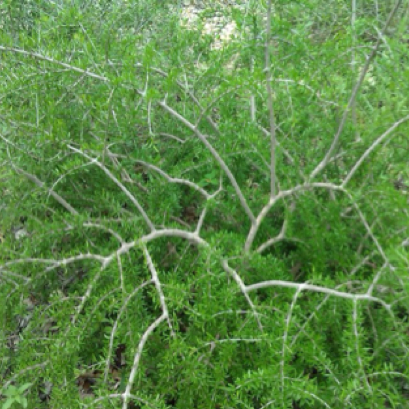 Elbow bush | Project Noah