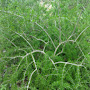 Elbow bush | Project Noah