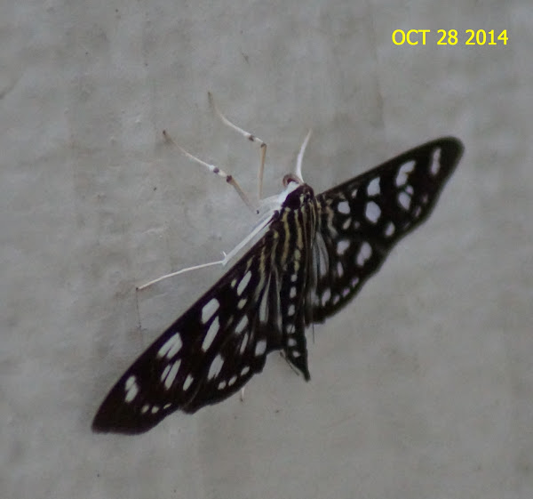 Snout nose moth | Project Noah