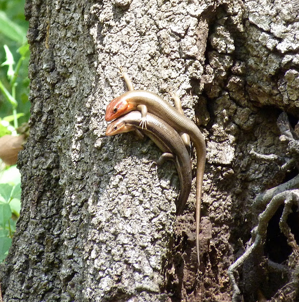 Broadhead Skink | Project Noah