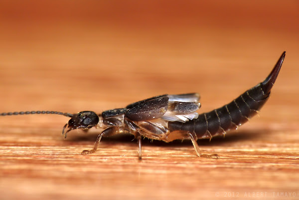 Earwig | Project Noah