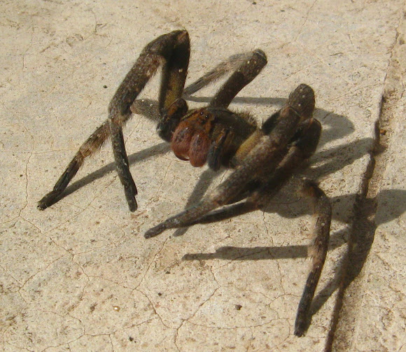 Brazilian wandering spider | Project Noah