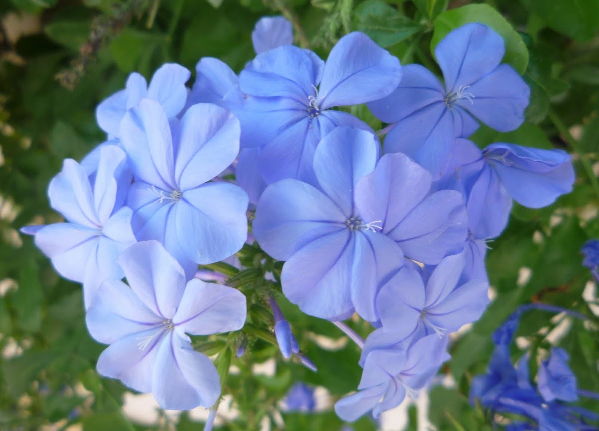 Celestina, Jazmín azul, Jazmín del Cabo, Jazmín del cielo, Jazminero ...