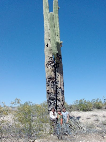Saguaro | Project Noah