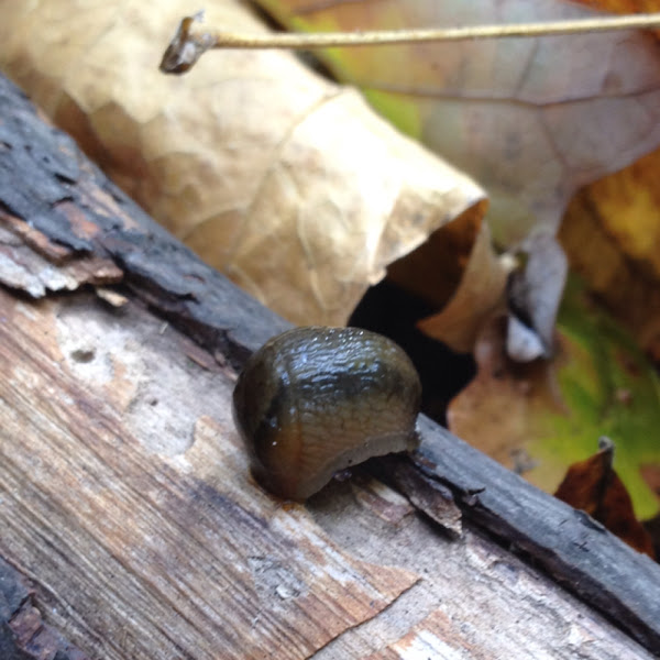Common Garden Slug | Project Noah