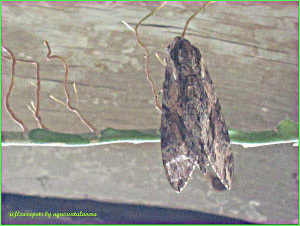 Gray Hawk Moth, Privet Hawk Moth | Project Noah