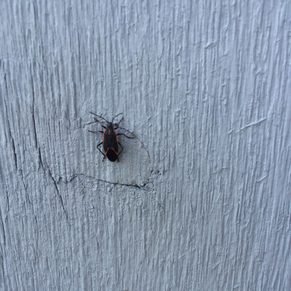 Boxelder Bug | Project Noah