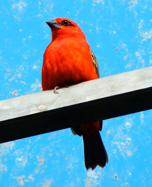 Red fody | Project Noah