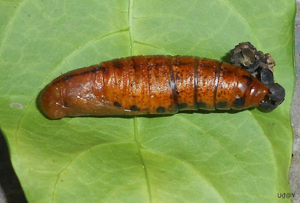 Hawk moth pupa | Project Noah