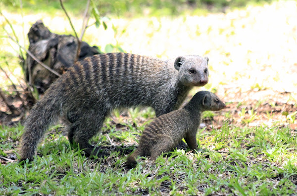 Banded mongoose | Project Noah