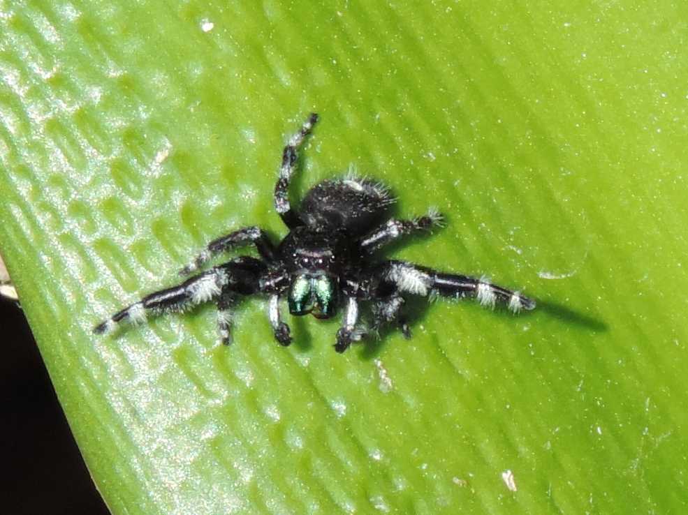 Bold Jumper Spider | Project Noah