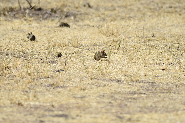 Rat - Woodland Thicket Rat | Project Noah