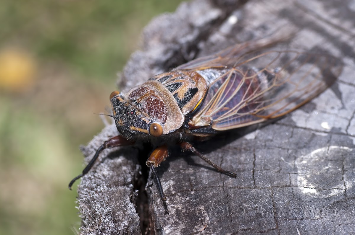 Cicada (Double Drummer) | Project Noah