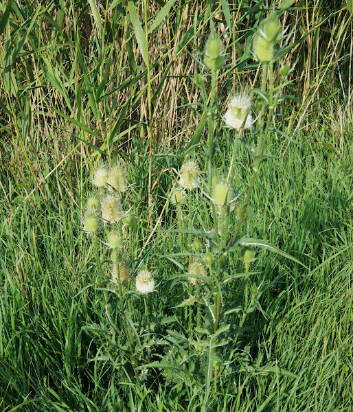 Cutleaf Teasel | Project Noah