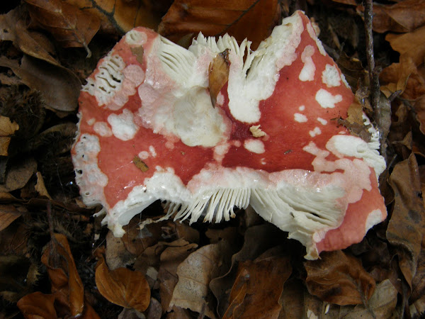 Russula Mushroom | Project Noah