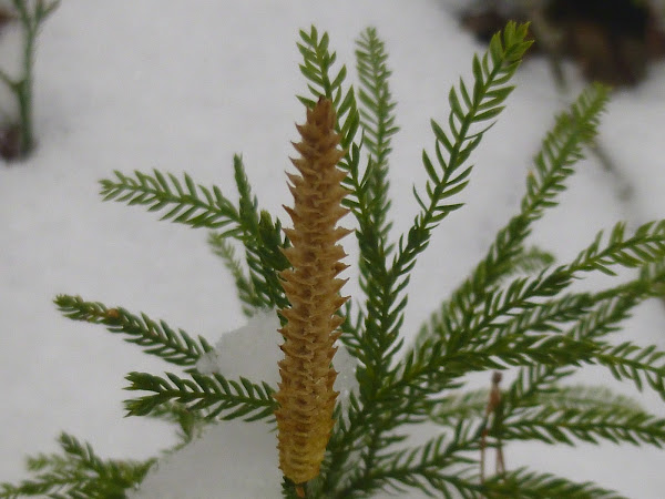 Princess Pine | Project Noah