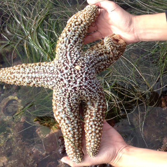 Giant sea star | Project Noah