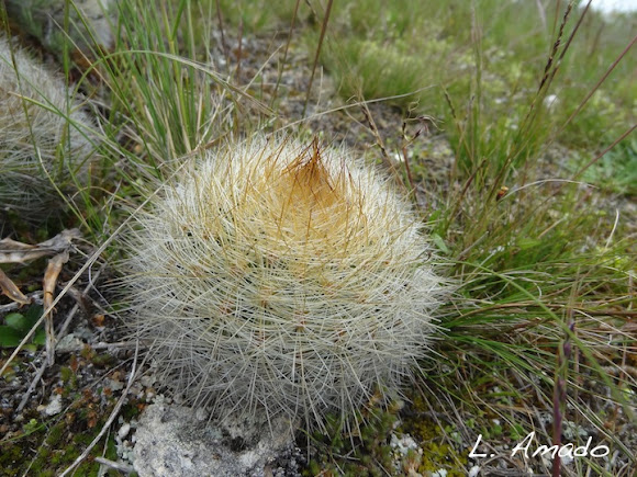 Spotting | Project Noah