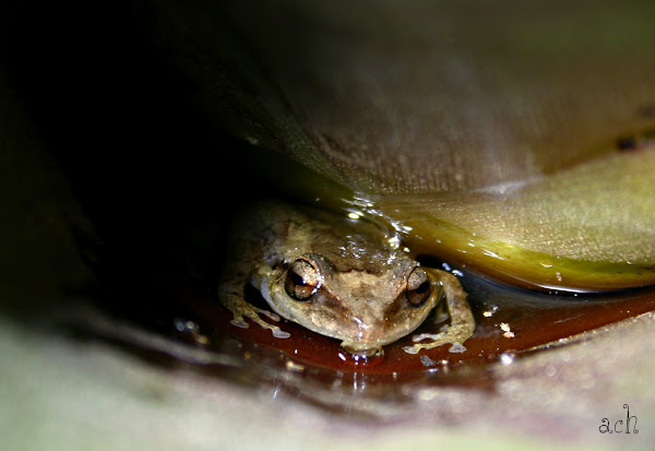 Common Coqui | Project Noah