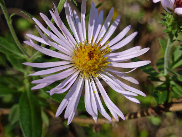 Climbing Aster | Project Noah