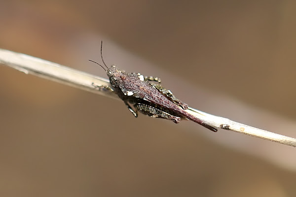 Grouse locust | Project Noah