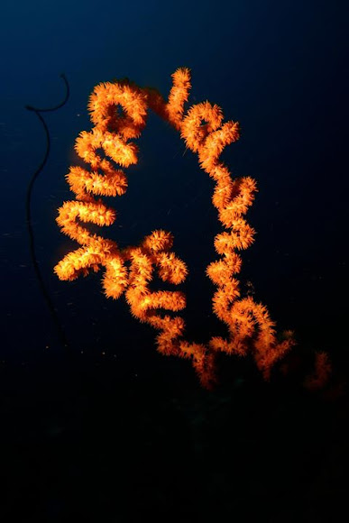 Spiral Wire Corals | Project Noah