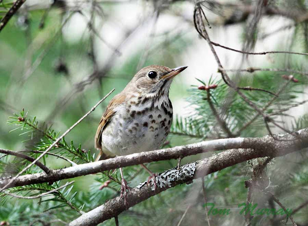 Hermit Thrush | Project Noah