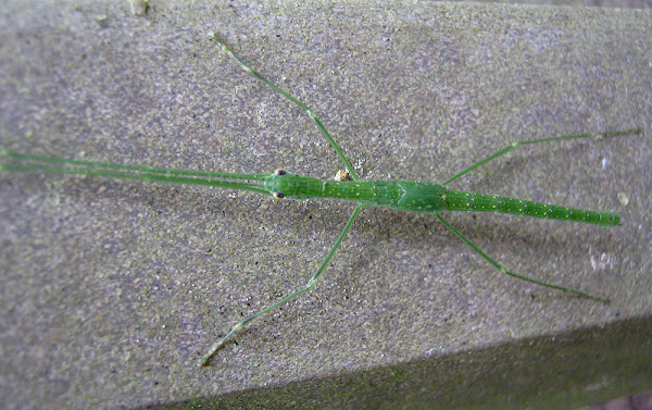 Green Stick Insect | Project Noah