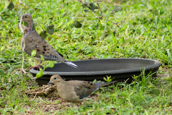 Ground Dove | Project Noah