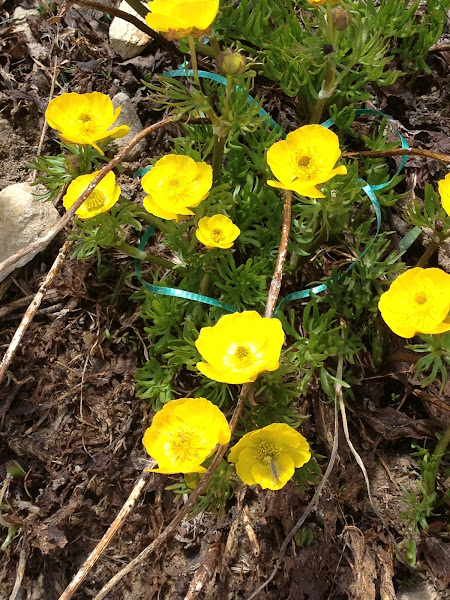 Alpine Buttercup | Project Noah