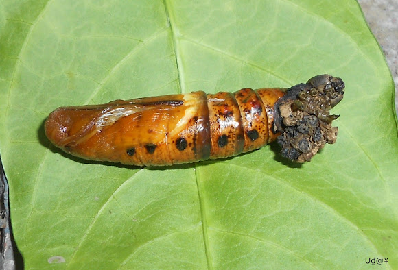 Hawk moth pupa | Project Noah