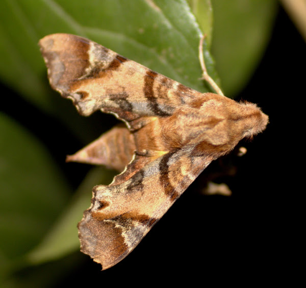 Barred Yellow-winged Hawk Moth | Project Noah