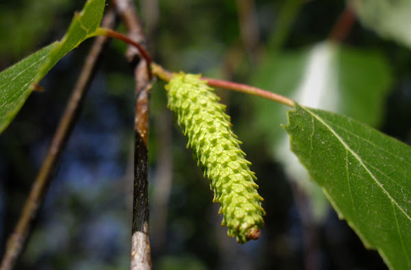 Birch | Project Noah