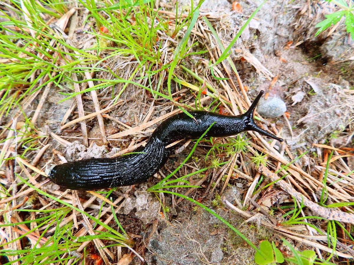 Black slug | Project Noah