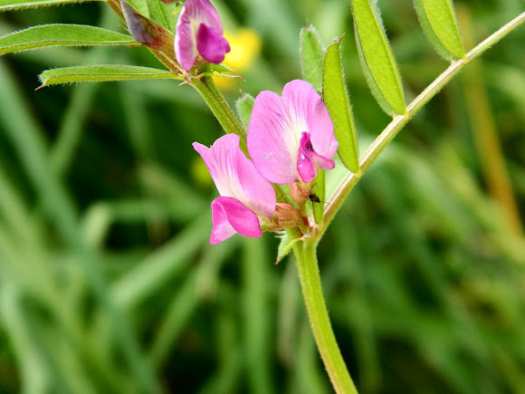 Narrow-leaved vetch | Project Noah
