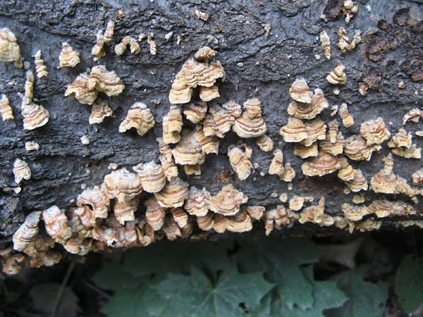 Stereum complicatum | Project Noah