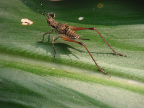 African Field Cricket | Project Noah