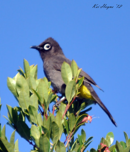 Cape Bulbul | Project Noah